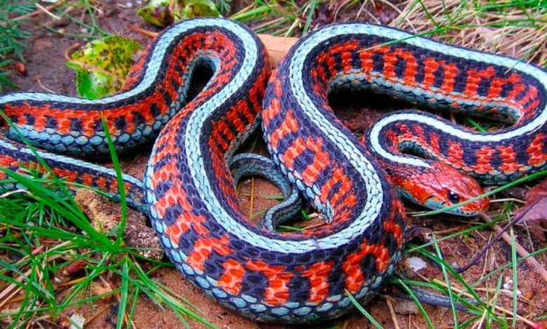 ¿Por qué la Biblia insulta a la serpiente en el mito de la creación ...