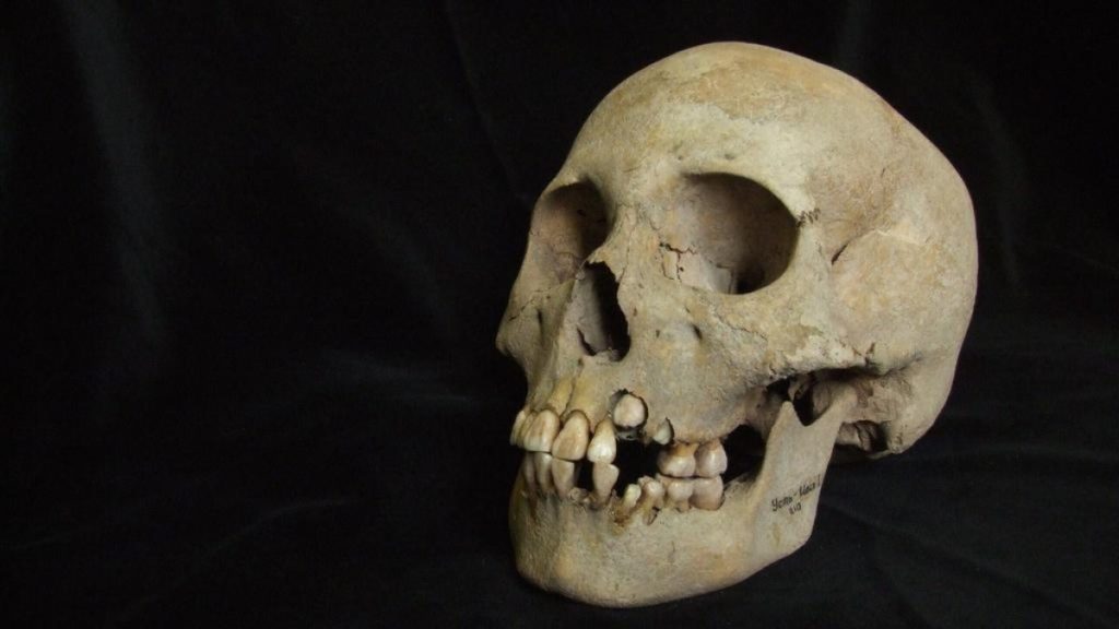Descubrieron pruebas de la plaga hace 5.500 años, 200 años antes de lo ...